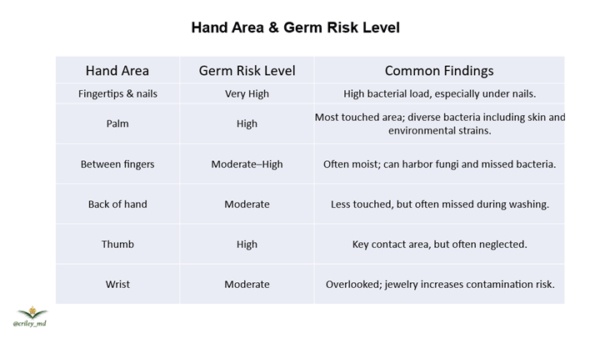 Germs Love Your Hands: Discover Which Parts They Love Most - Indelible ...
